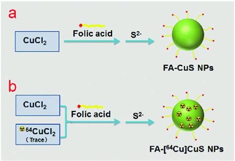 Scheme 1 Schematic Presentation Of The Synthesis Of A Fa Cus Nps And