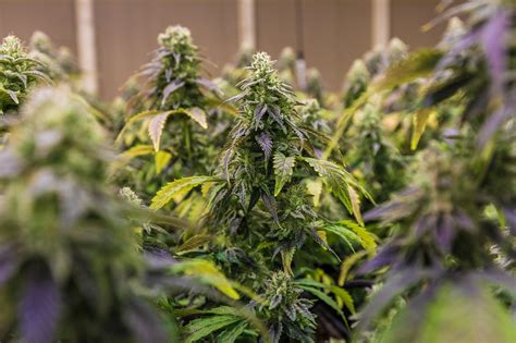 Legalizacja marihuany w Niemczech jakie zasady obowiązują Migrantka