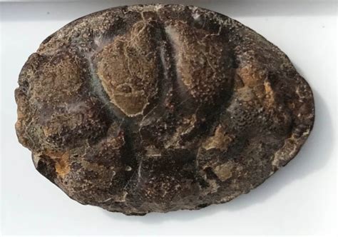 Ramsholt Uk Fossil Collecting