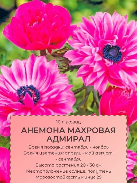 Клубни Анемона купить по выгодной цене в интернет-магазине OZON ...