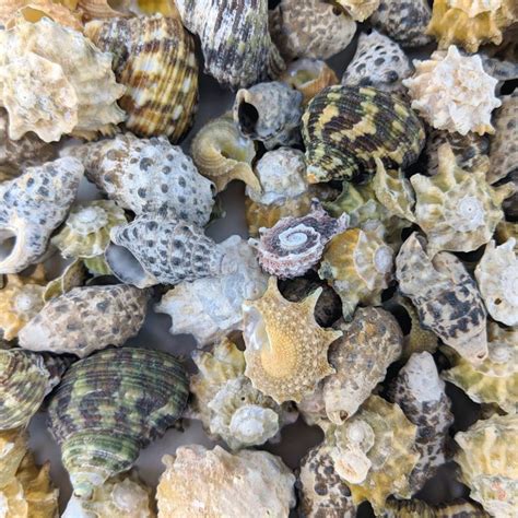 How To Reduce Aggression In Saltwater Hermit Crabs