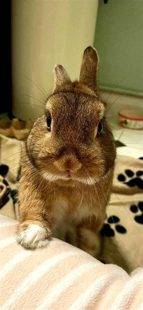 The Sweetest Picture Of Our Rabbit George R Rabbits
