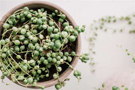9 Tiny Plants For Cute Indoor Gardens