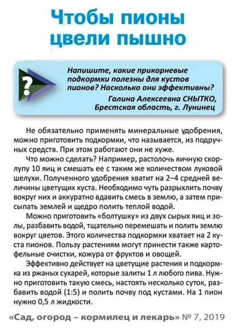 Чтобы пионы цвели пышно в 2024 г Выращивание лаванды Выращивание
