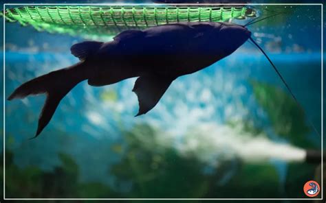 25 Types Of Catfish For Freshwater Aquariums Aquariumnexus