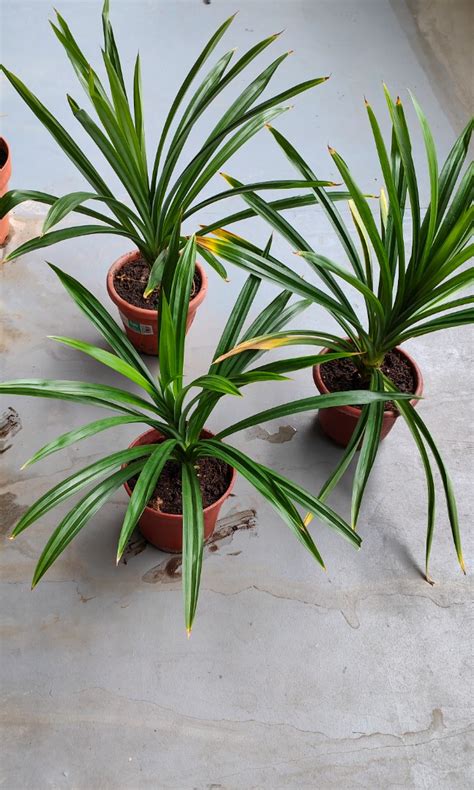 Kari Leaf Plants Pandan Leaf Plants Furniture And Home Living Gardening Plants And Seeds On