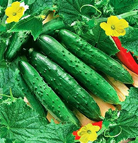 A Guide To Growing Perfect Greenhouse Cucumbers — Meadowlark Journal