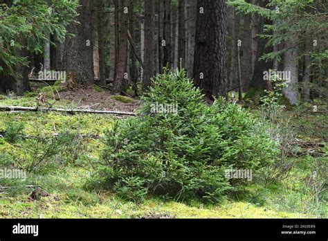 Red Deer Browsing Stock Photo Alamy