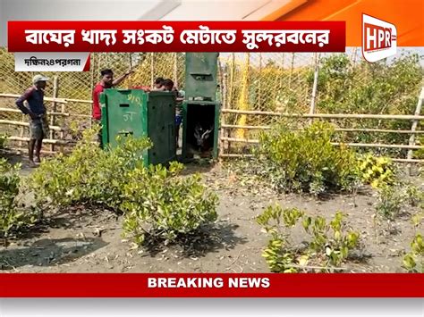 এত হরিণ এলো কোথা থেকে কাঠের বাক্স থেকে ছাড়া হচ্ছে একের পর এক এত