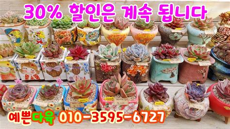 221031 예쁜다육 제이드스타스페셜 오데뜨 카시오적금 마시멜로 테리우스 피델리오 레드탄 슈퍼와인 YouTube