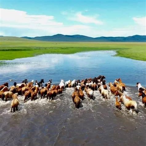 Stream Монгол морины гайхамшиг By Mongolian National Radio Listen