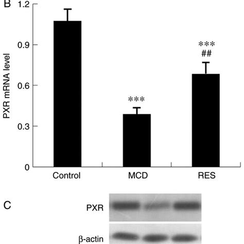 Pxr Overexpression In Hepa1 6 Cells A Mrna And B Protein