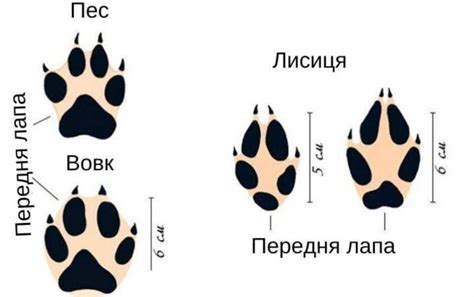 Як виглядають сліди лисиці та чим вони особливі