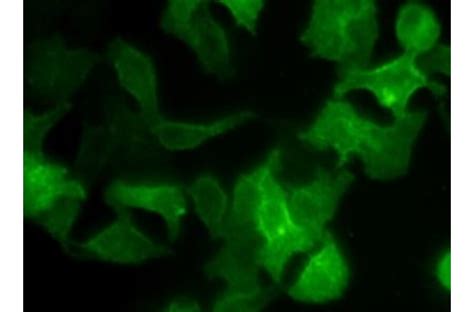 Cell Plasma Membrane Staining Kit Green Fluorescence A319610