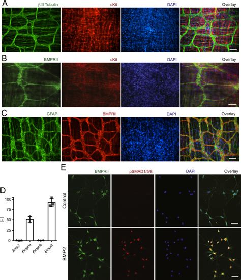 Crosstalk Between Muscularis Macrophages And Enteric Neurons Regulates