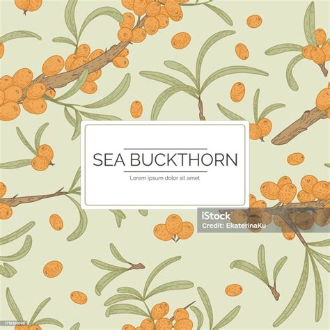 Sea Buckthorn이라는 이름의 레이블 또는 로고 나뭇잎과 열매가 있는 나뭇가지 패턴이 있는 배경 벡터 격리 템플릿 자연