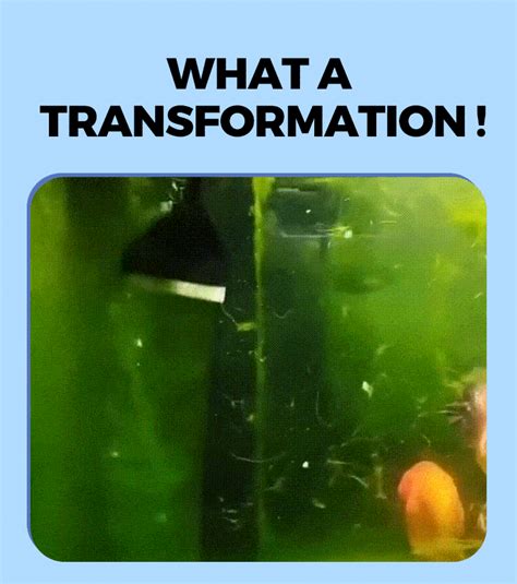 Hot Salepowerful Aquarium Water Purification Tablet Off Cozy Hoome