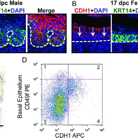 Diminished E Cadherin Cdh1 Mrna And Protein Abundance Occurs In The