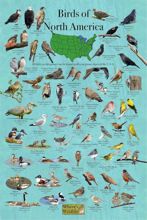 Wheres Wildlife Birds Of North Americabird Identification