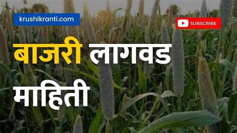 बाजरी लागवड माहिती । Bajari Lagwad Mahiti Youtube