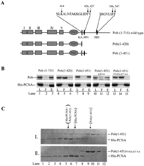 Identification Of A Pcna Binding Motif In Pol ␫ A Mutations Made In