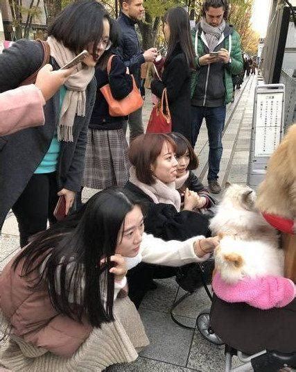 妹子帶著五隻加菲貓一起出門，引起了圍觀，實在是太萌了吧？ 每日頭條