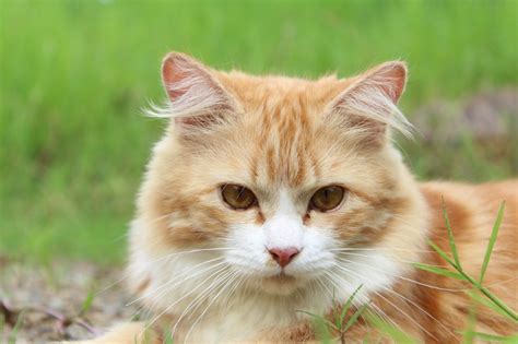Esporotricose Em Gatos Sintomas E Tratamento Blog Da Cobasi