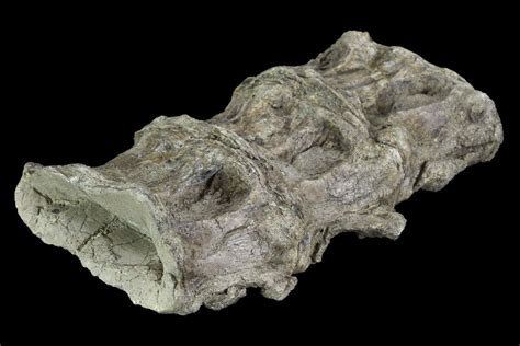 4 7 Three Associated Xiphactinus Vertebrae Kansas 96403 For Sale