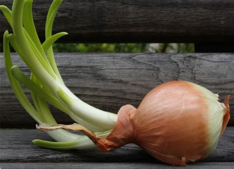 양파싹 먹어도 되나요 의외로 간단한 해답 풀린 건강