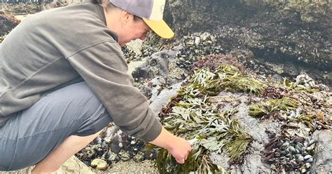 Low Tide Lessons Seaweed Foraging Adventure On Californias Sonoma