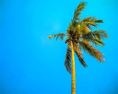 열대의 고요함 장엄한 코코넛 나무 🌴 배경화면 Phoneky에서 모바일로 다운로드