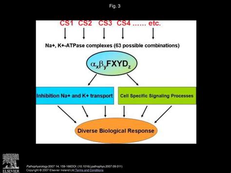 Diverse Biological Responses To Different Cardiotonic Steroids Ppt