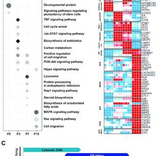 Significant Biological Characteristics And Gene Expression Patterns