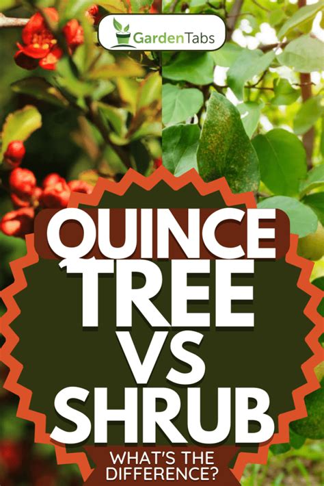 Quince Tree Vs Shrub Whats The Difference