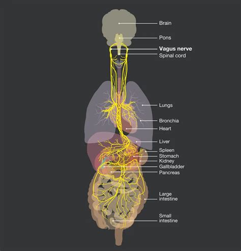 Vagus Nerve Palsy