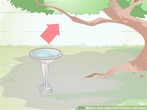 3 Ways To Keep Algae From Growing In Bird Bath Wikihow
