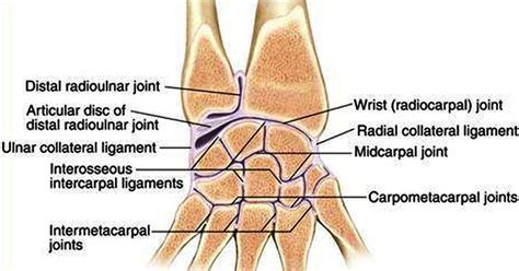 Intercarpal Joints Midcarpal Joints Medically