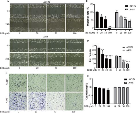 Berberine Suppressed Migration Of Rcc Cells A Achn And A498 Cells