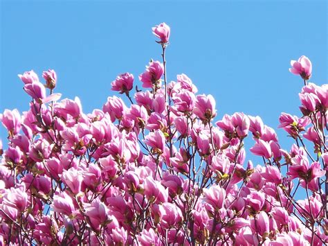 무료 이미지 자연 하늘 햇빛 꽃잎 여름 식물학 화려한 정원 플로라 야생화 꽃들 자주색 꽃 관목 봄 꽃