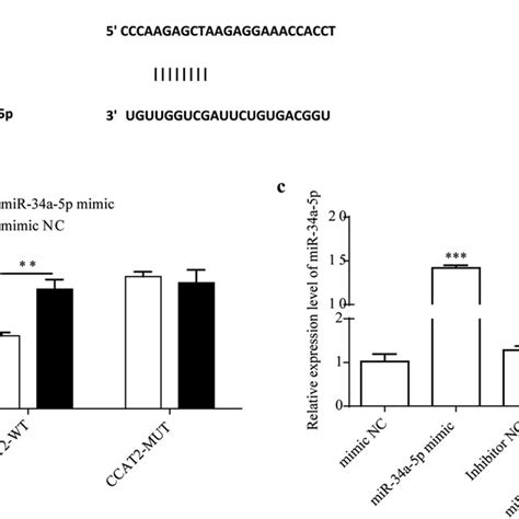 MiR 34a 5p Interact With 5 UTRs Of CCAT2 Dual Luciferase Assay Of