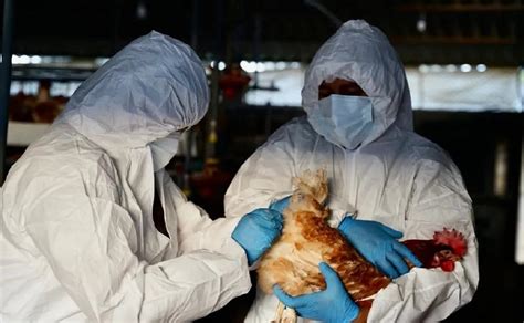OMS gripe aviar podría mutar para infectar fácilmente a humanos
