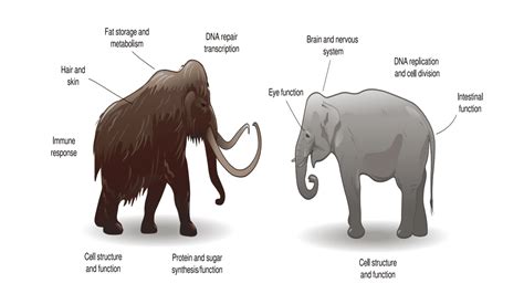 Woolly Mammoth Could Come Into Existence Elephants Gene To Be Edited