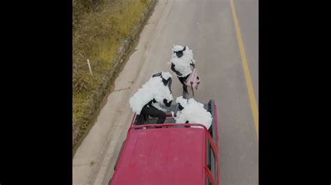 Vestido De Oveja Cruzo La Frontera Con Su Esposa Y Amante Sin Que Se