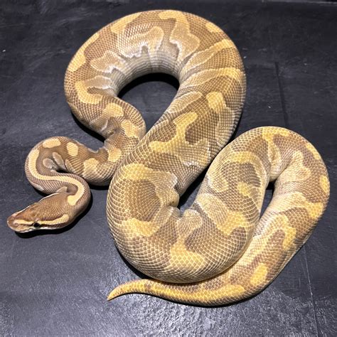 Blackhead Enchi Lesser 50 Poss Het Hypo Pied Albino Ball Python By Sacred Reptiles Morphmarket