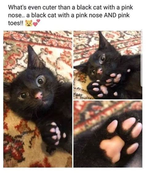 Cute Black Cat Memes Leblanctrust