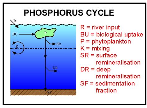 Phosphorus Cycle Ocean
