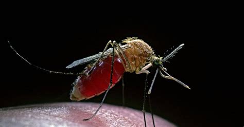 Mosquito Borne Diseases ডেঙ্গু ম্যালেরিয়া ও চিকুনগুনিয়ার মধ্যে কোনটি