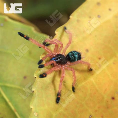 Blue Fang Skeleton Tarantula Ephpebopus Cyanognathus For Sale