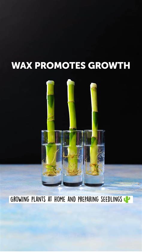 Growing Plants At Home And Preparing Seedlings🌵 Kreatif