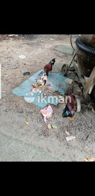 කුකුළන් For Sale In Ambalantota Ikman